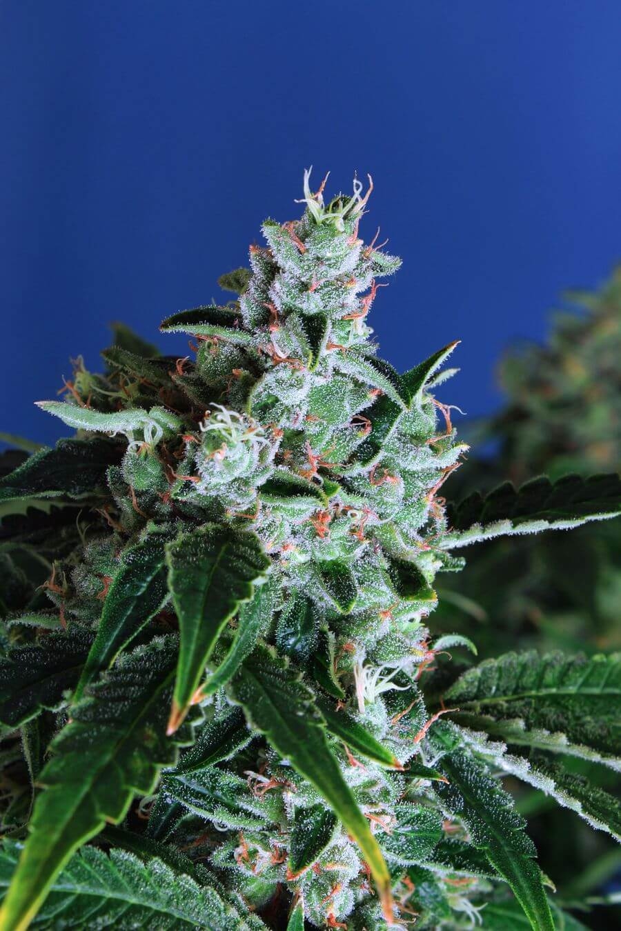 Sir Jack Auto Strain Info / Sir Jack Auto Weed By Exotic Seed - GrowDiaries