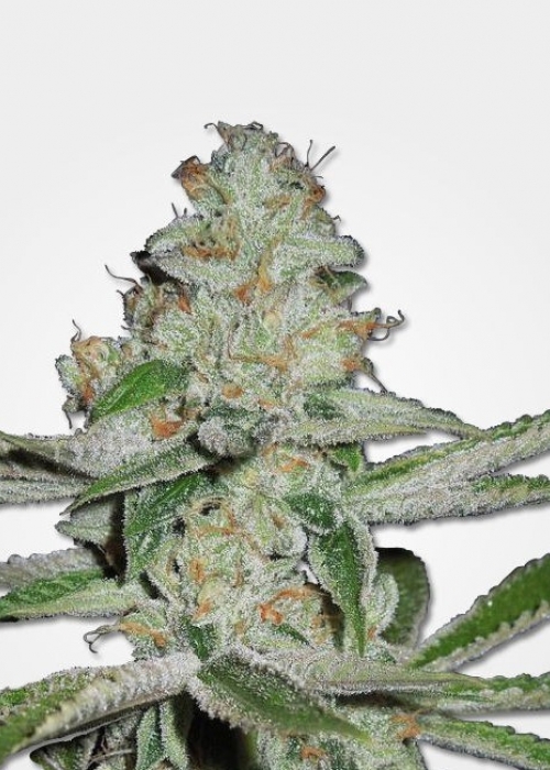 NYC Diesel Strain Info / NYC Diesel Weed By MSNL - GrowDiaries