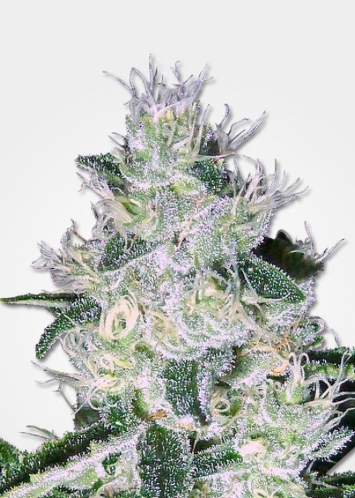 White Widow Autoflower Strain Info / White Widow Autoflower Weed By ...
