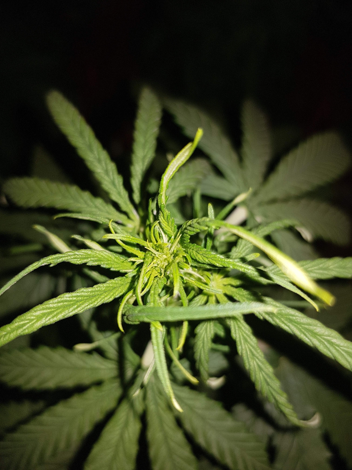 Big Bud Autoflower Strain Info / Big Bud Autoflower Weed By MSNL ...