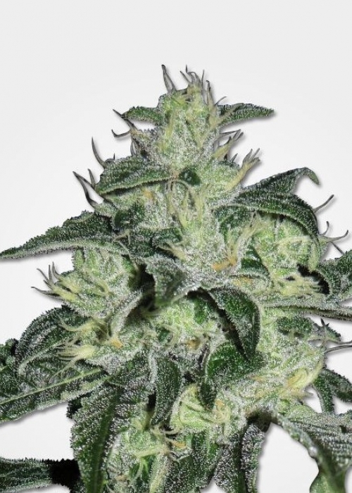 Northern Lights Auto Strain Info / Northern Lights Auto Weed By MSNL ...