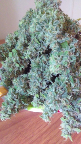 Auto AK47 Strain Info / Auto AK47 Weed By MSNL - GrowDiaries