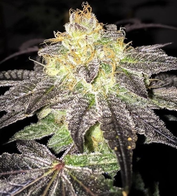 False Teeth Strain Info / False Teeth Weed By Dungeons Vault Genetics ...