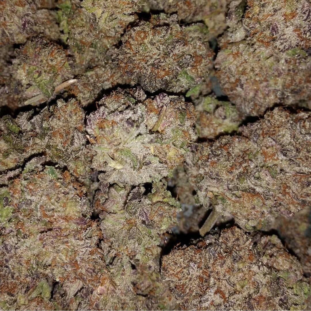 False Teeth Strain Info / False Teeth Weed By Dungeons Vault Genetics ...