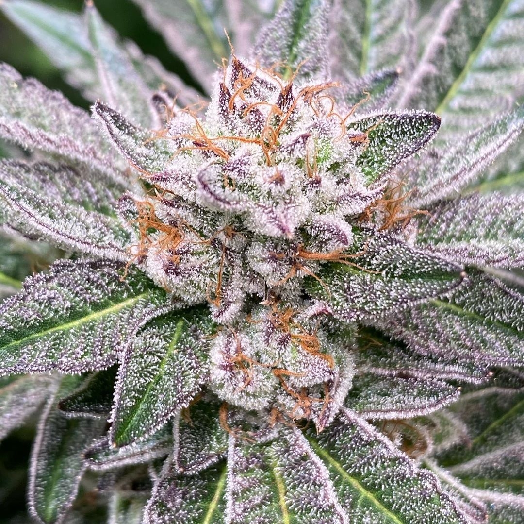 Animal Cookies Strain Info / Animal Cookies Weed By In House Genetics ...