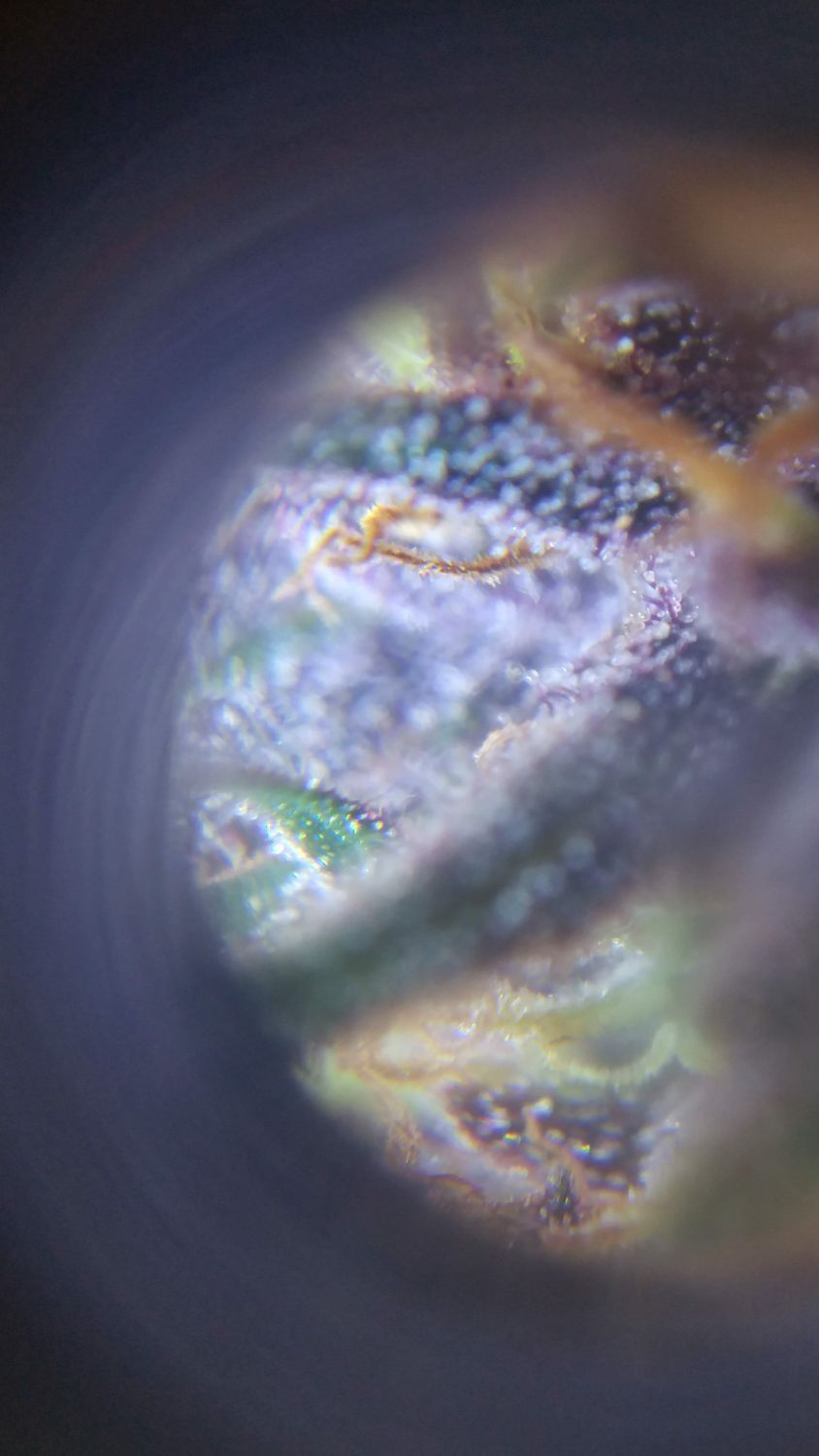 Fat Purple Pie Strain Info / Fat Purple Pie Weed By In House Genetics ...