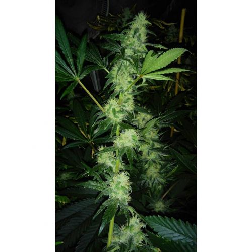 GG #4 X Purple Hulk Strain Info / GG #4 X Purple Hulk Weed By In House ...