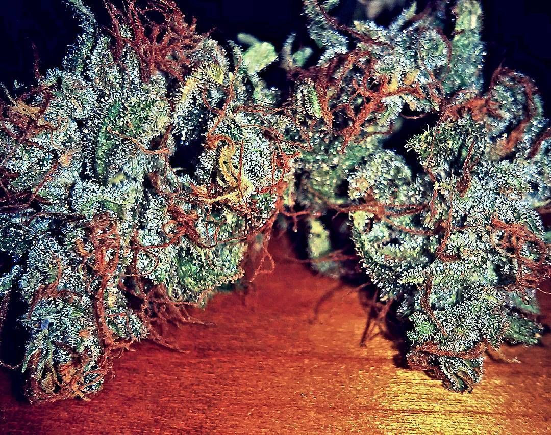 GG #4 X Purple Hulk Strain Info / GG #4 X Purple Hulk Weed By In House ...
