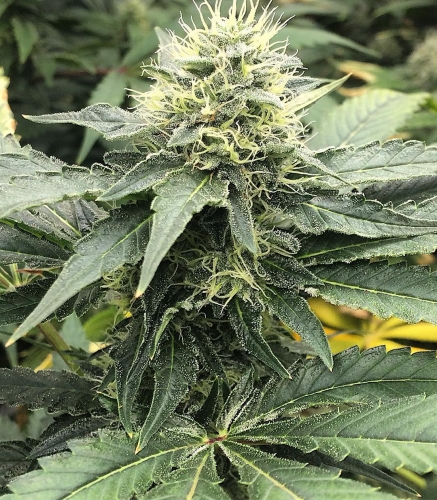 Grim Reaper OG Strain Info / Grim Reaper OG Weed By In House Genetics ...