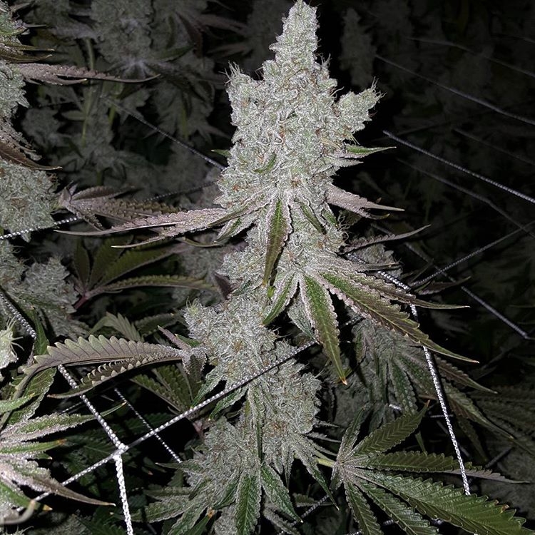 Cookies and Cream Strain Info / Cookies and Cream Weed By Jungle Boys ...