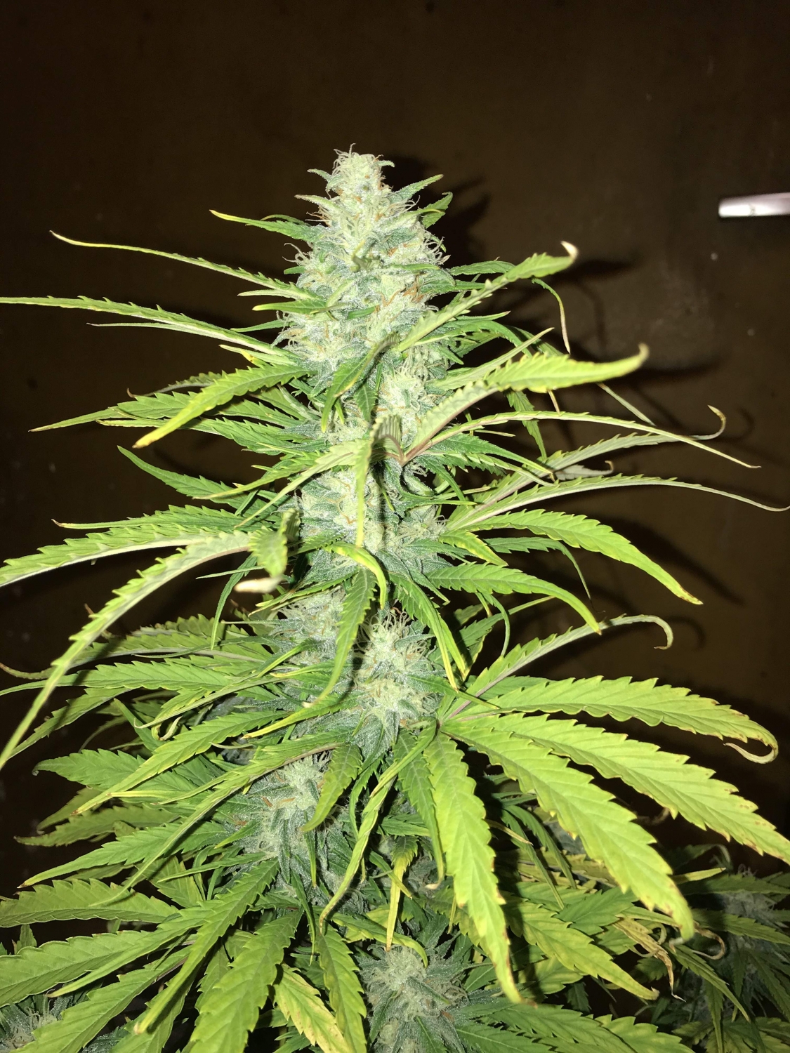 Auto Biggest Bud Strain Info / Auto Biggest Bud Weed By Victory Seeds ...