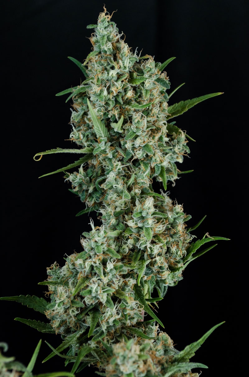 Sonic Screwdriver Strain Info / Sonic Screwdriver Weed By TGA Genetics ...