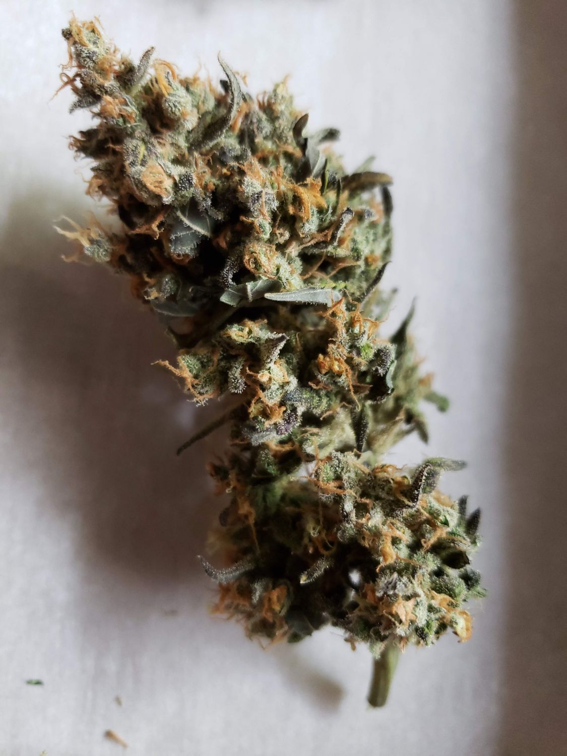 White Widow Autoflower Strain Info / White Widow Autoflower Weed By ...