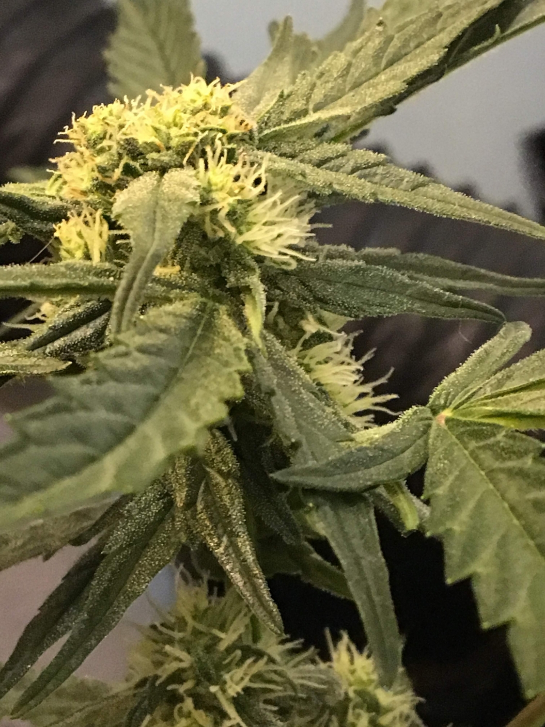 Big Devil #2 Auto® Strain Info / Big Devil #2 Auto® Weed By Sweet Seeds ...