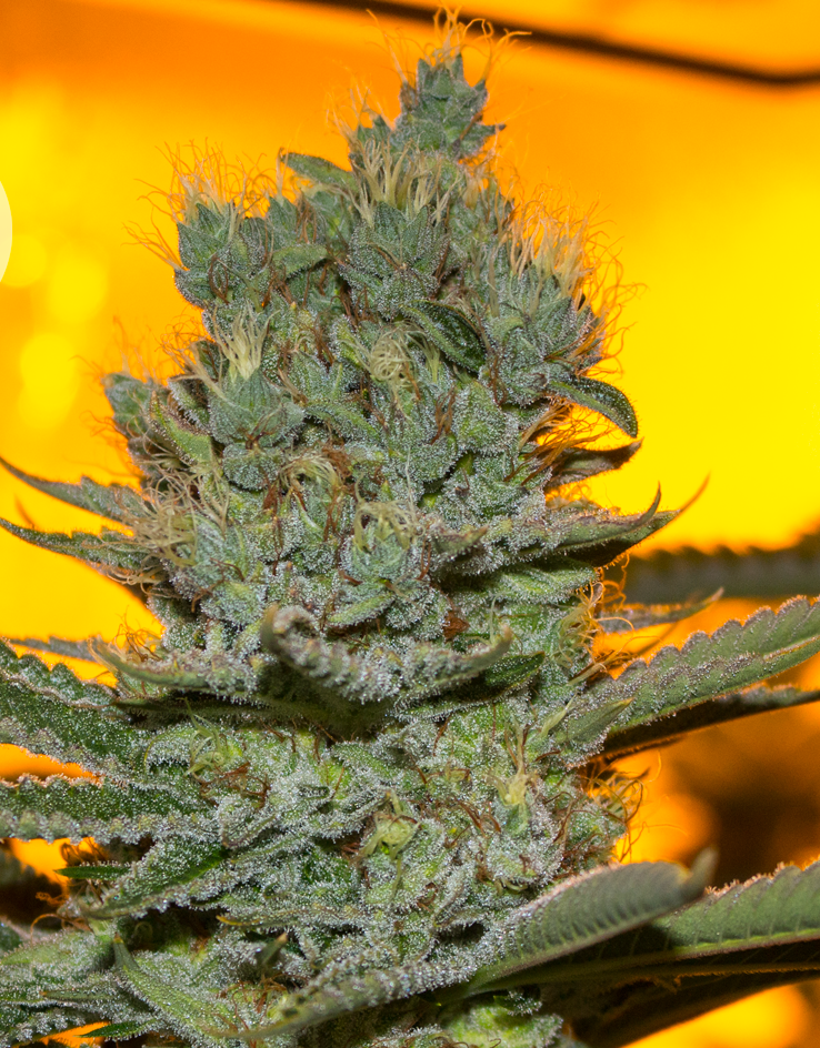 Man O War Strain Info / Man O War Weed By Ocean Grown Seeds - GrowDiaries