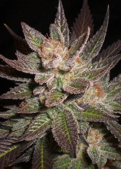 Lavandula aka Lavender Strain Info / Lavandula aka Lavender Weed By ...