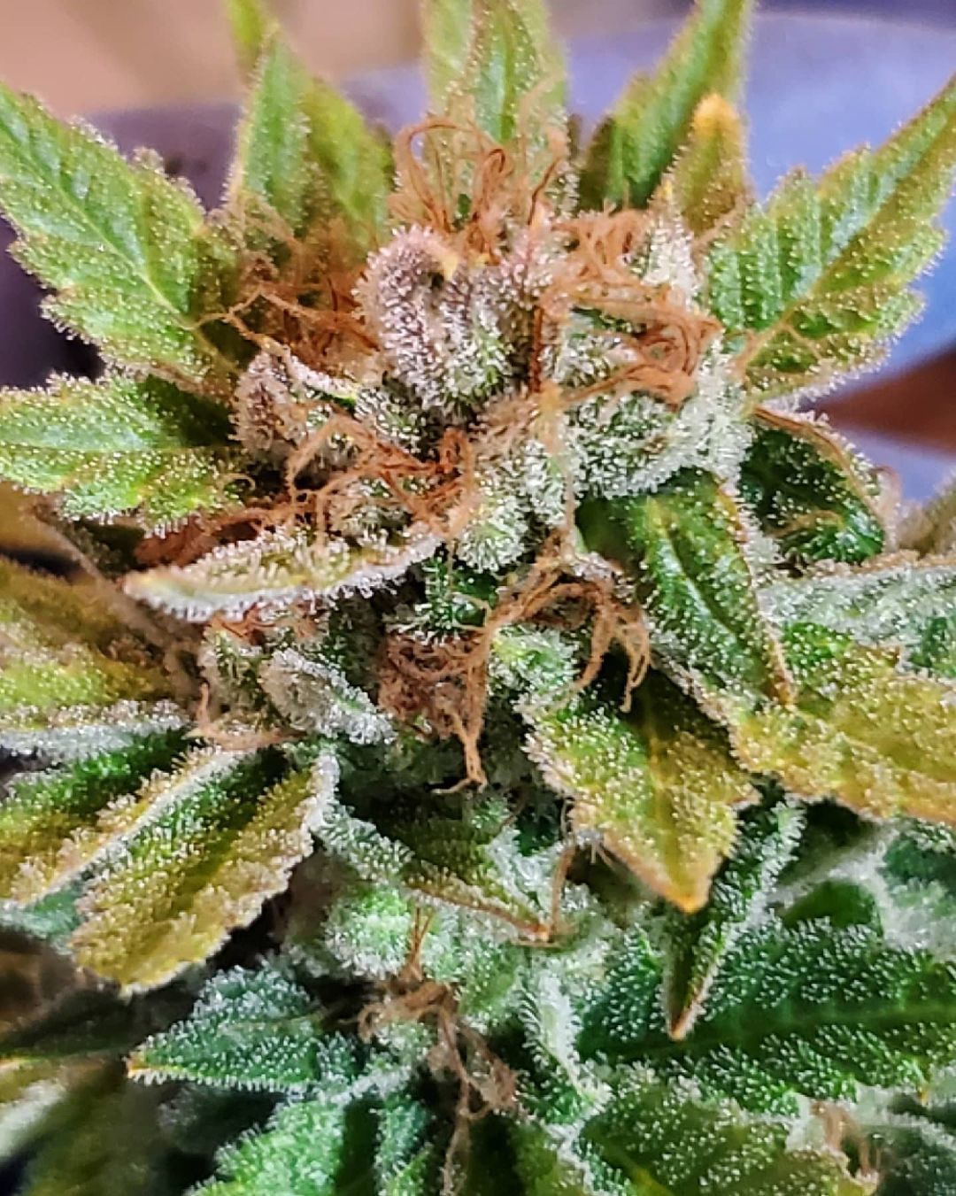 Tahoe Star Strain Info / Tahoe Star Weed By In House Genetics - GrowDiaries