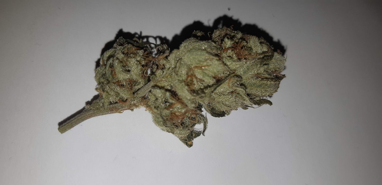 Canuk Cookies Strain Info / Canuk Cookies Weed By Canuk Seeds - GrowDiaries