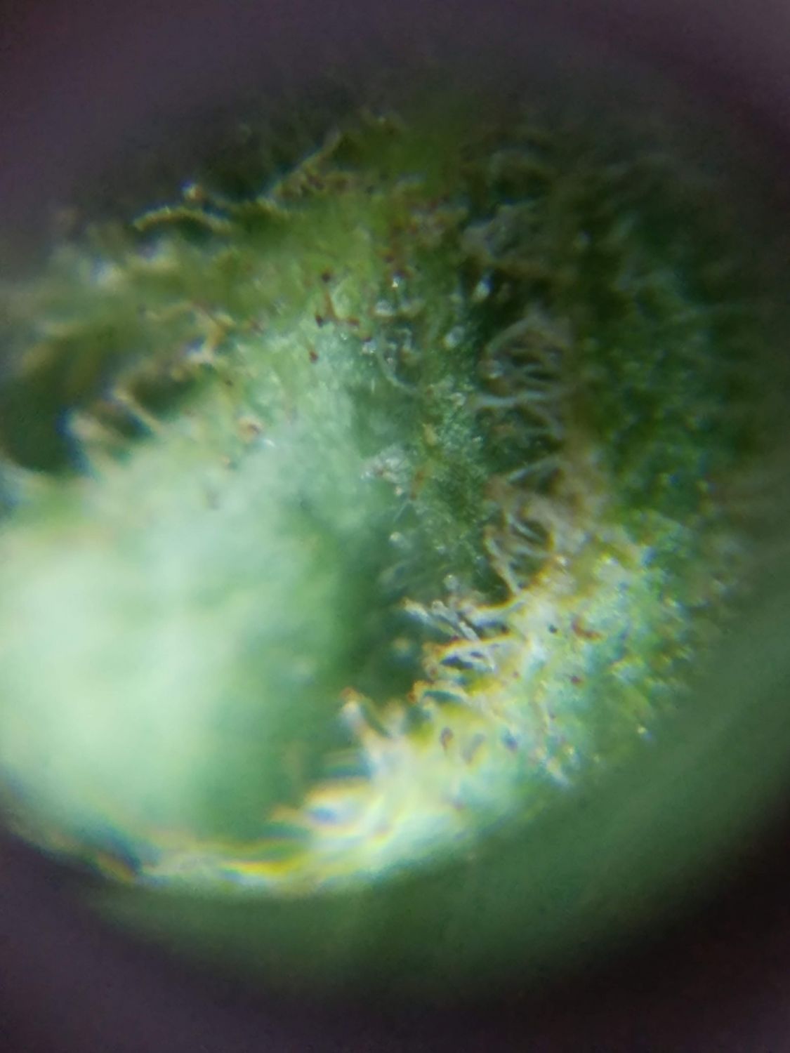 Afghan Autoflowering Strain Info / Afghan Autoflowering Weed By Growers ...