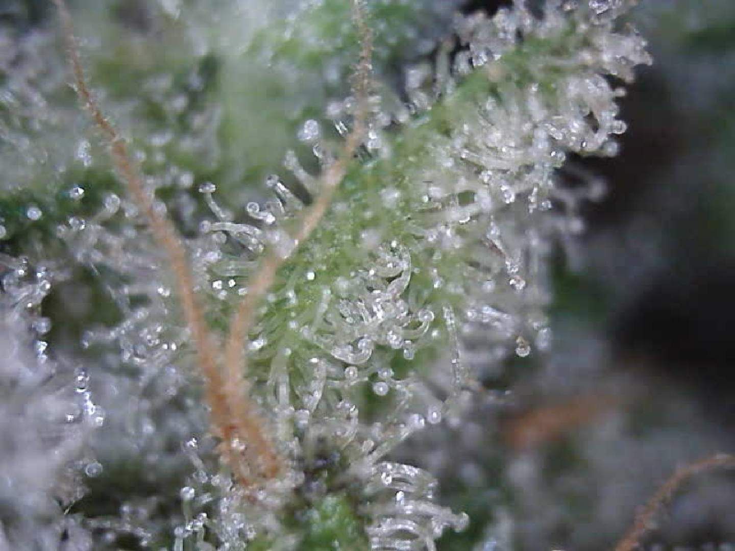 Cinderella 99 Strain Info / Cinderella 99 Weed By Growers Choice Seeds ...