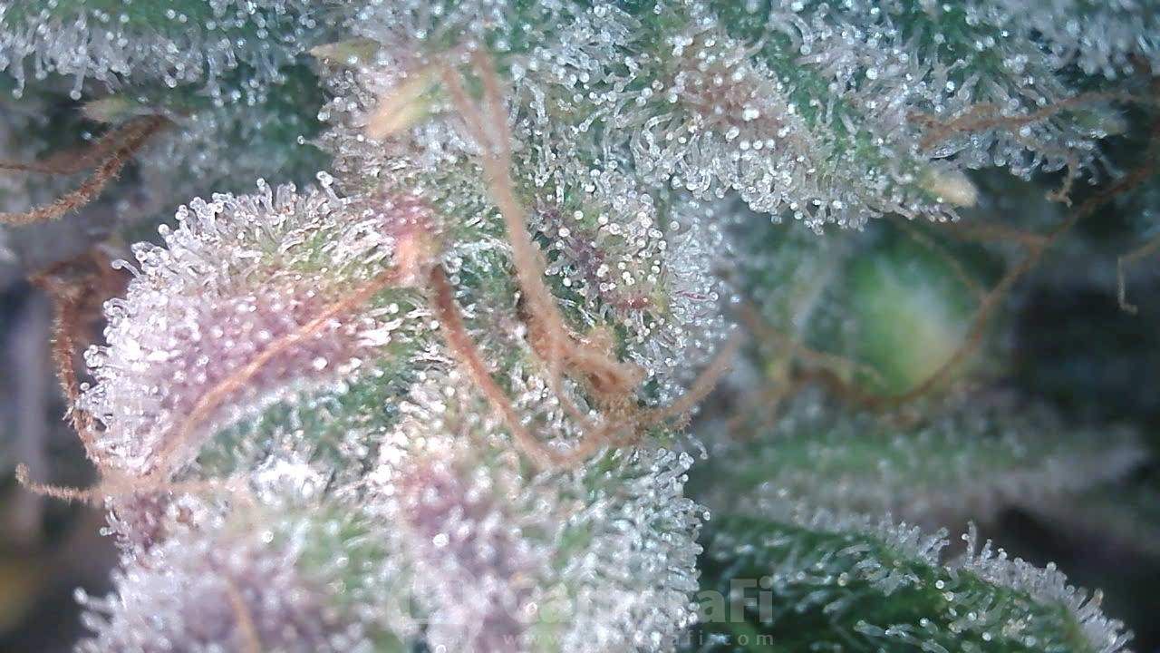 Critical Purple Autoflowering Strain Info / Critical Purple ...