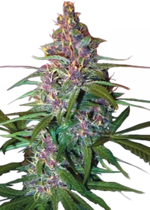Critical Purple Autoflowering Strain Info / Critical Purple ...