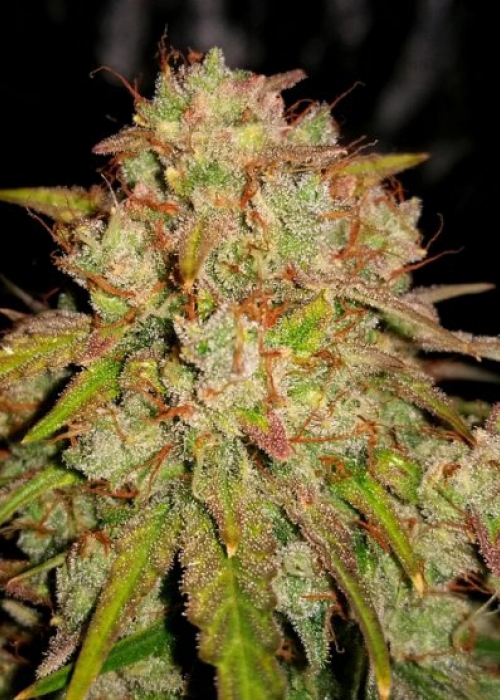 Auto Jedi Kush Strain Info / Auto Jedi Kush Weed By Short Stuff ...