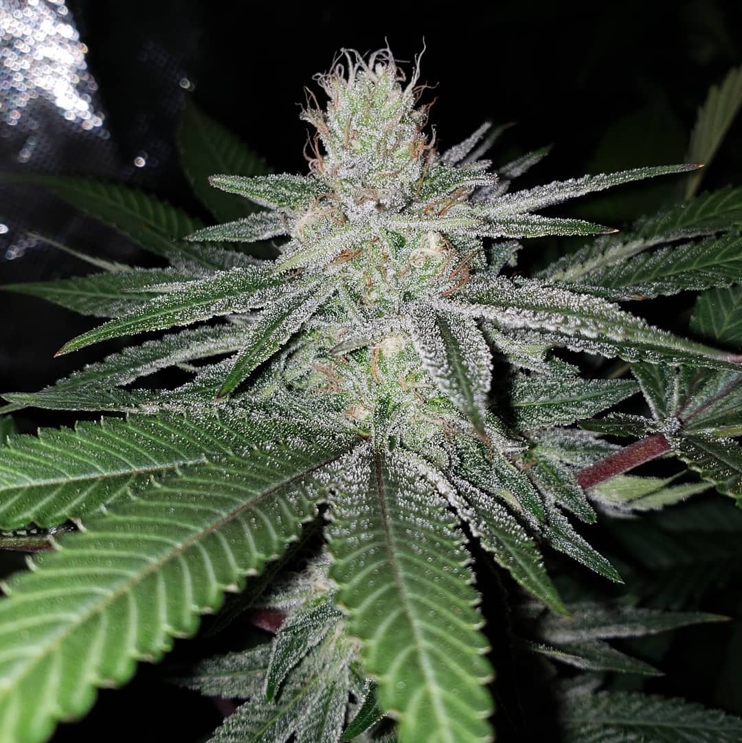 Blue Magoo Bx2 Strain Info / Blue Magoo Bx2 Weed By Dynasty Seeds ...