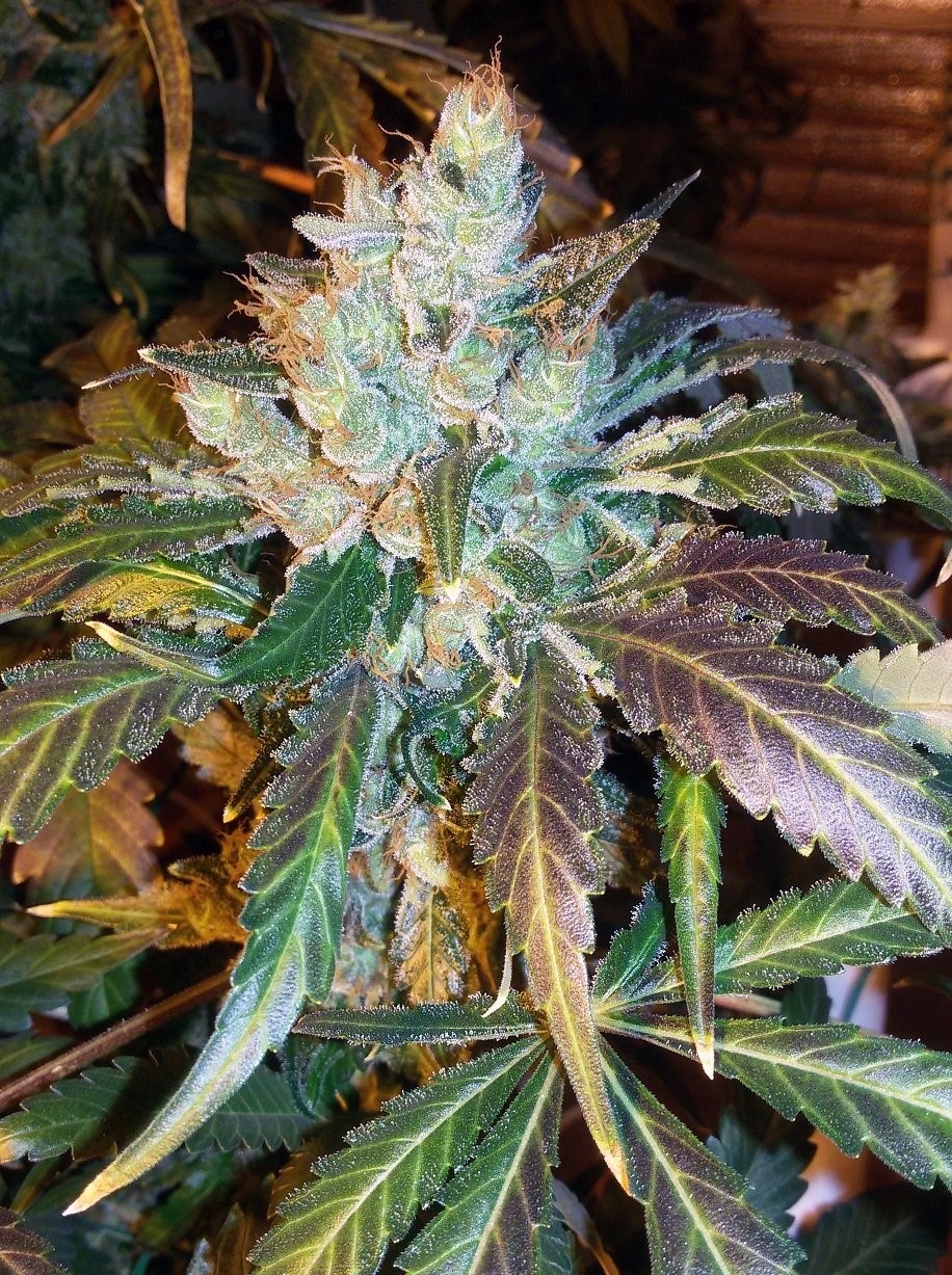 Blue OG Strain Info / Blue OG Weed By G13 Labs - GrowDiaries