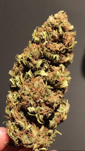 Cinderella 99 Strain Info / Cinderella 99 Weed By Canuk Seeds - GrowDiaries