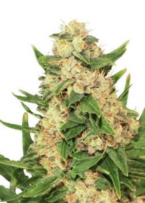 Fat Banana Strain Info / Fat Banana Weed By Royal Queen Seeds - GrowDiaries