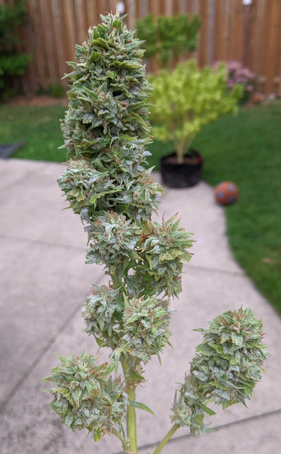 GG#4 Strain Info / GG#4 Weed By Canuk Seeds - GrowDiaries