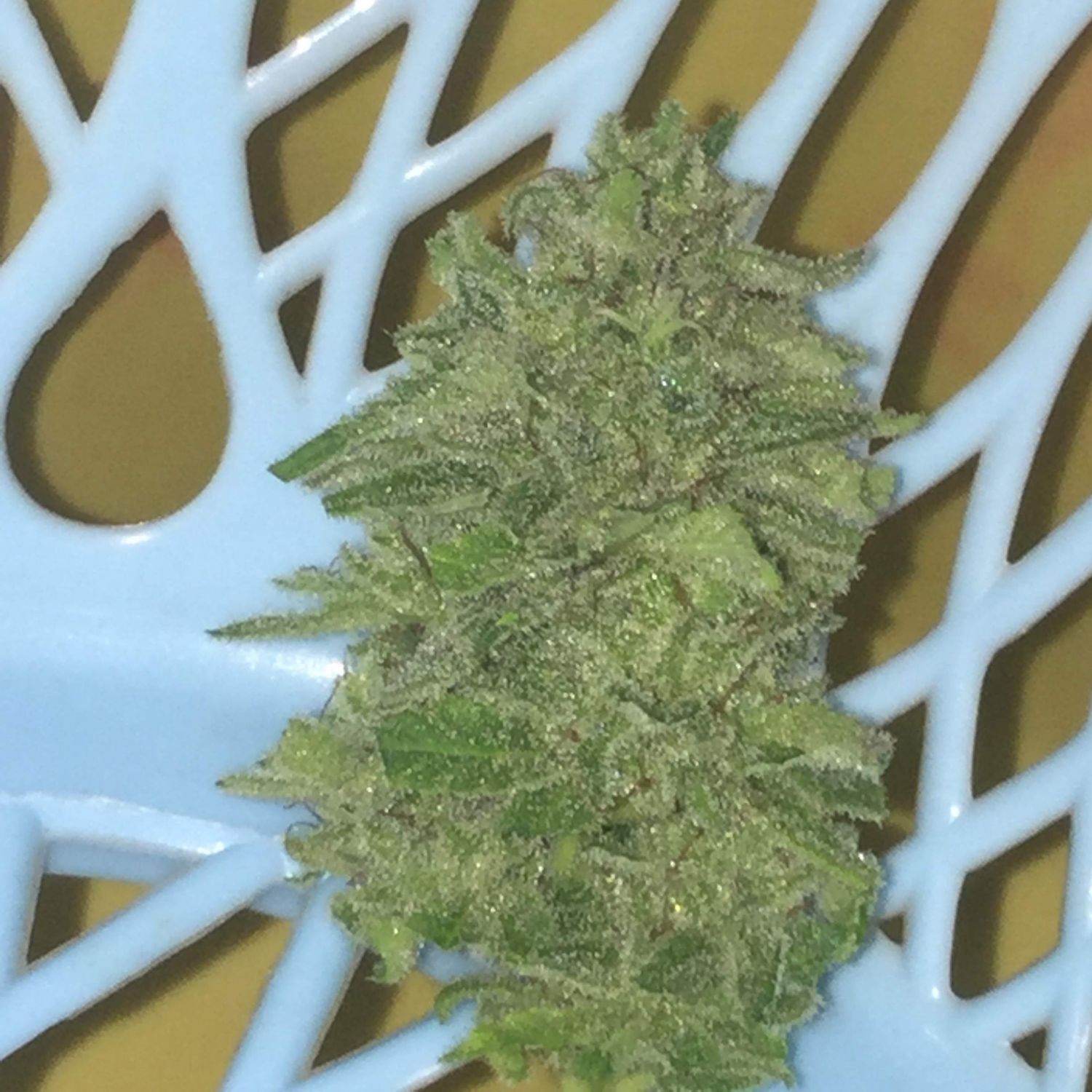 Deep Mandarine Strain Info / Deep Mandarine Weed By Delicious Seeds ...