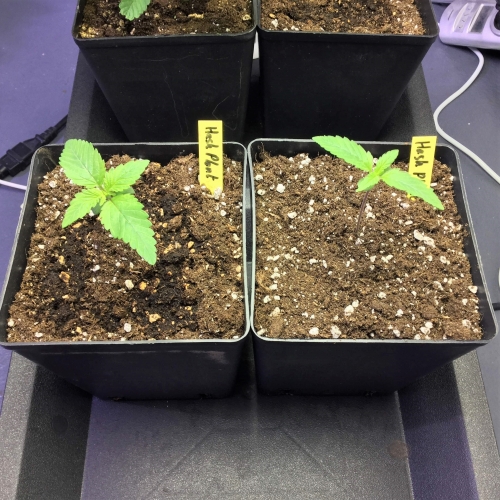 Afghan Hash Plant Regular Strain Info / Afghan Hash Plant Regular Weed ...