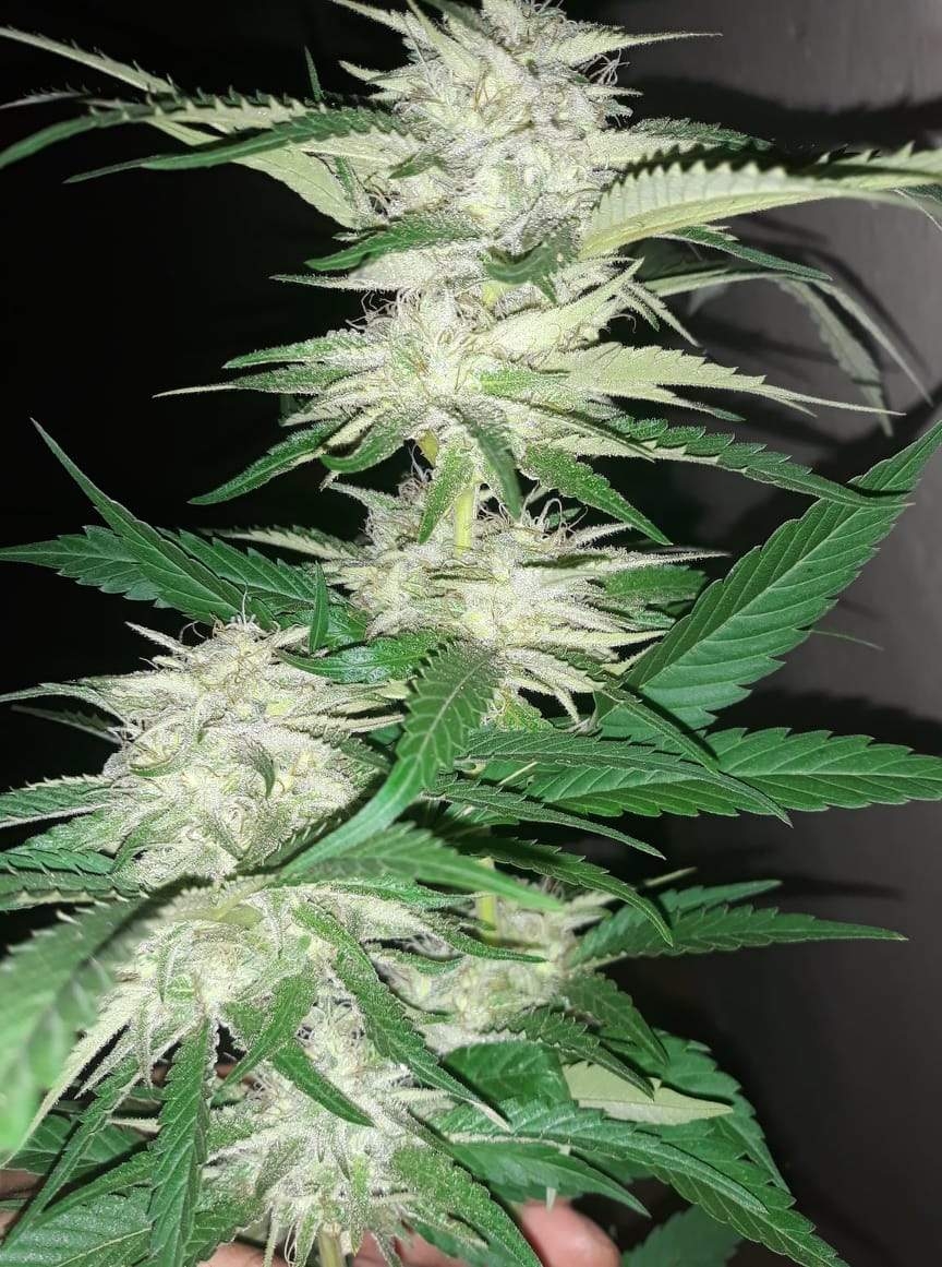 Blue Nitro Haze Strain Info / Blue Nitro Haze Weed By Sumo Seeds ...