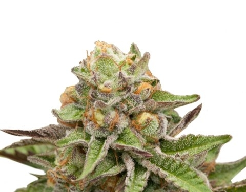 Green Gelato Strain Info / Green Gelato Weed By Royal Queen Seeds ...