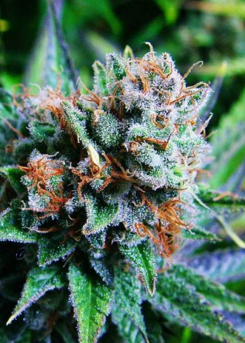 Blue Dream Strain Info / Blue Dream Weed By Nirvana - GrowDiaries