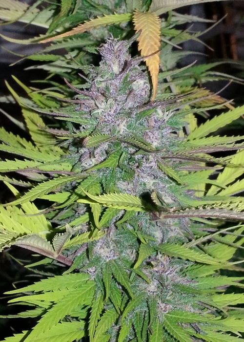Dynamite Diesel Strain Info / Dynamite Diesel Weed By Green Point Seeds ...