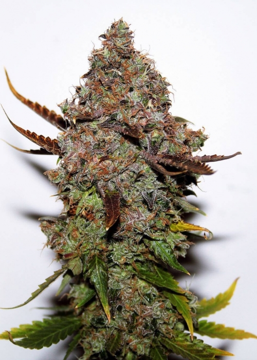 Original Skunk #1 Strain Info / Original Skunk #1 Weed By Seedsman ...
