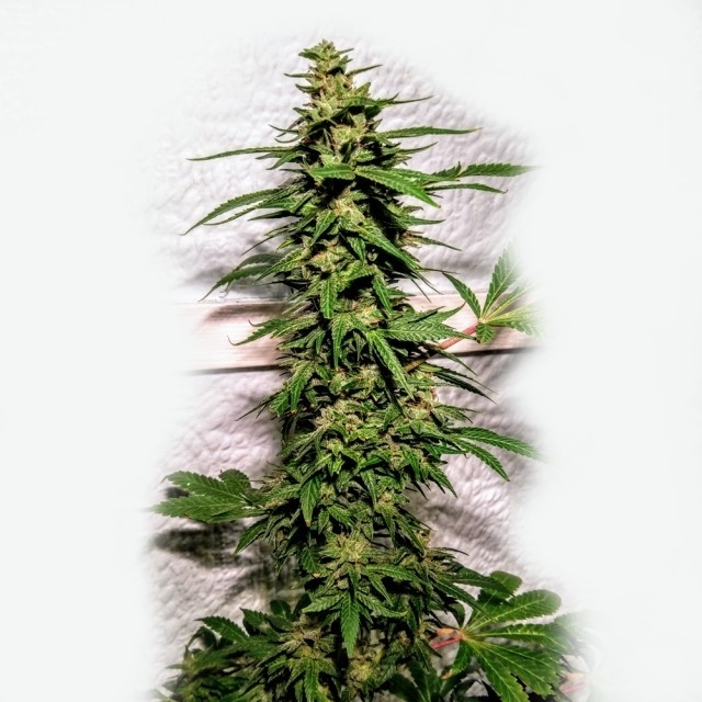 Banana Sunrise Strain Info / Banana Sunrise Weed By Holy Smoke Seeds ...