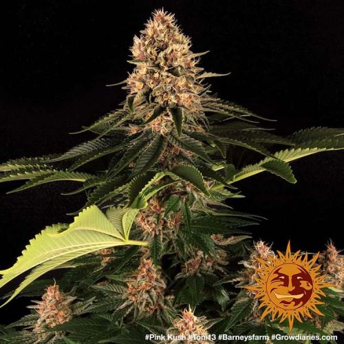 Pink Kush Strain Info / Pink Kush Weed By Barney's Farm - GrowDiaries