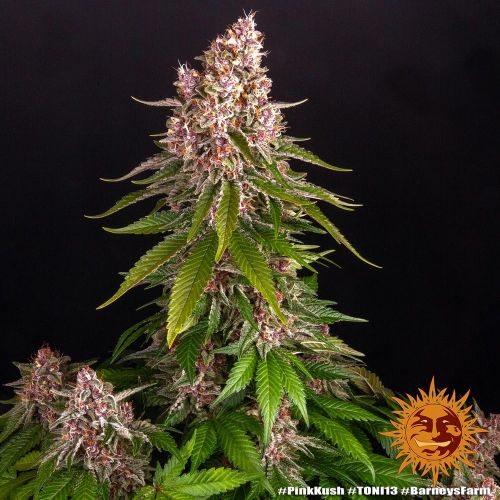 Pink Kush Strain Info / Pink Kush Weed By Barney's Farm - GrowDiaries