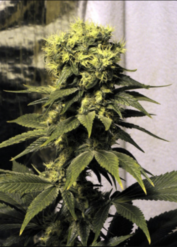 Early Queen Strain Info / Early Queen Weed By Mr.Nice - GrowDiaries