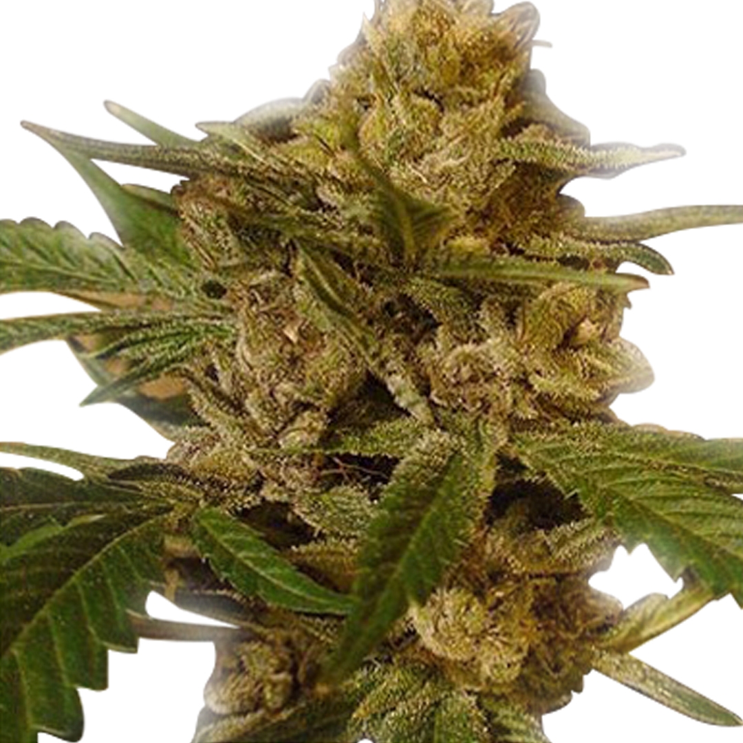 Green Crack Strain Info / Green Crack Weed By ILGM - GrowDiaries