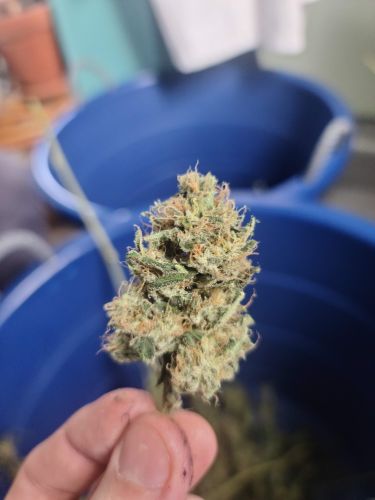 Super Silver Haze Strain Info / Super Silver Haze Weed By ILGM ...