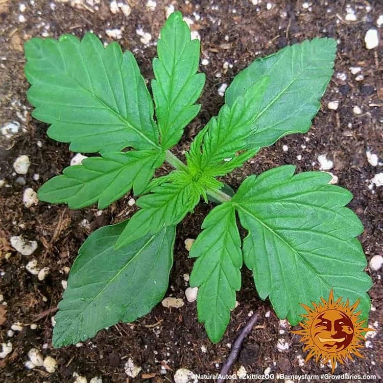 Zkittlez OG Auto Strain Info / Zkittlez OG Auto Weed By Barney's Farm ...