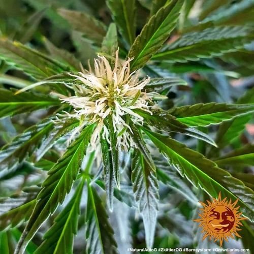 Zkittlez OG Auto Strain Info / Zkittlez OG Auto Weed By Barney's Farm ...