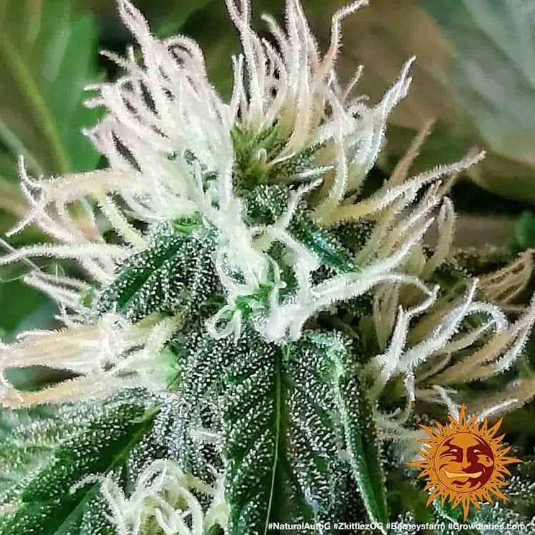 Zkittlez OG Auto Strain Info / Zkittlez OG Auto Weed By Barney's Farm ...