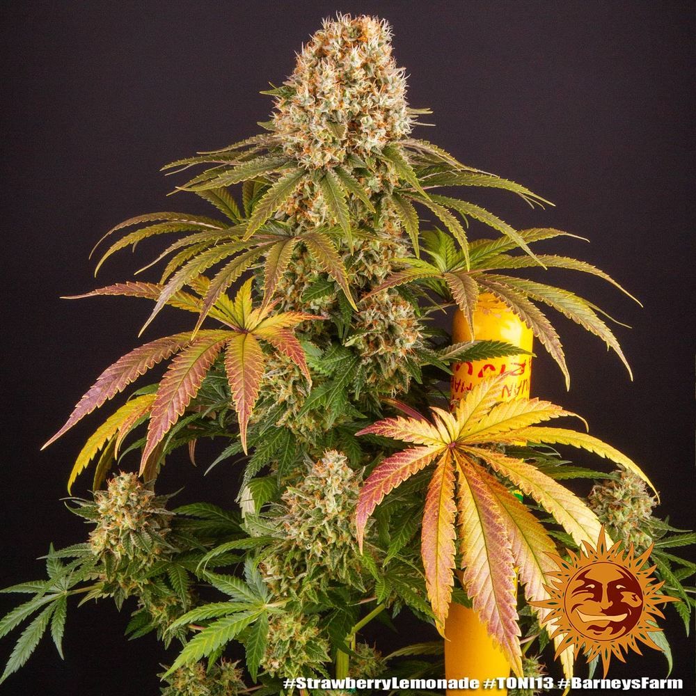 Strawberry Lemonade Strain Info / Strawberry Lemonade Weed By Barney's ...