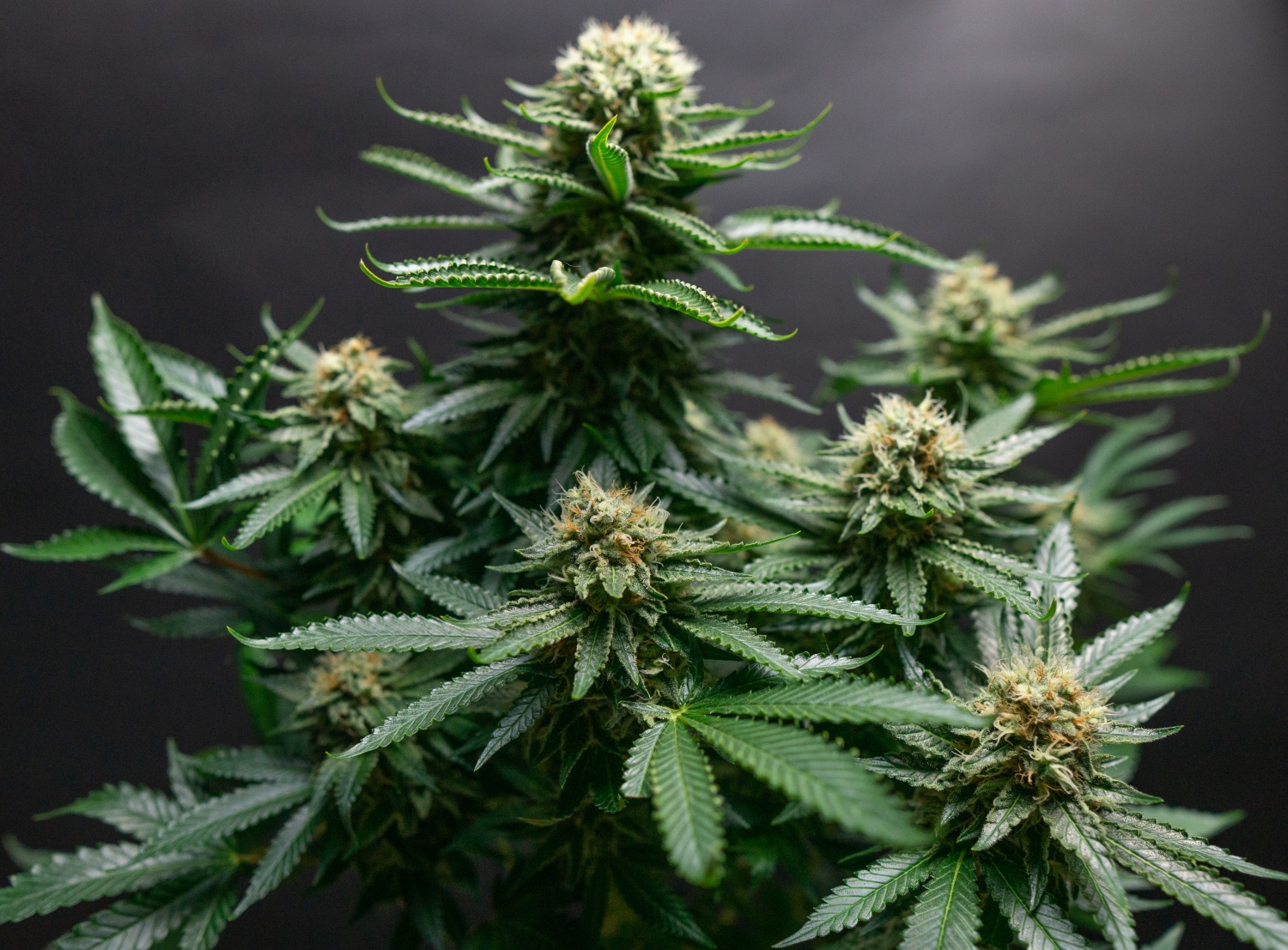 Strawberry Lemonade Strain Info / Strawberry Lemonade Weed By Barney's ...